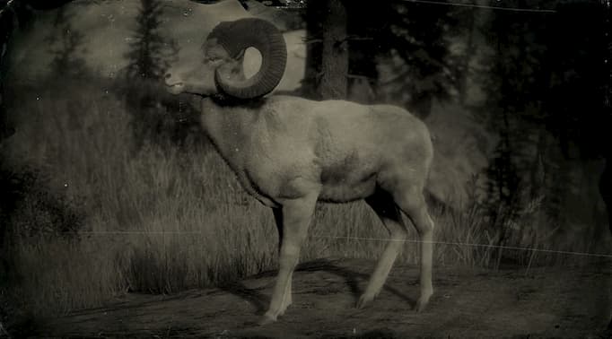 Red Dead Redemption 2: All Legendary Animal Locations - Gamepur