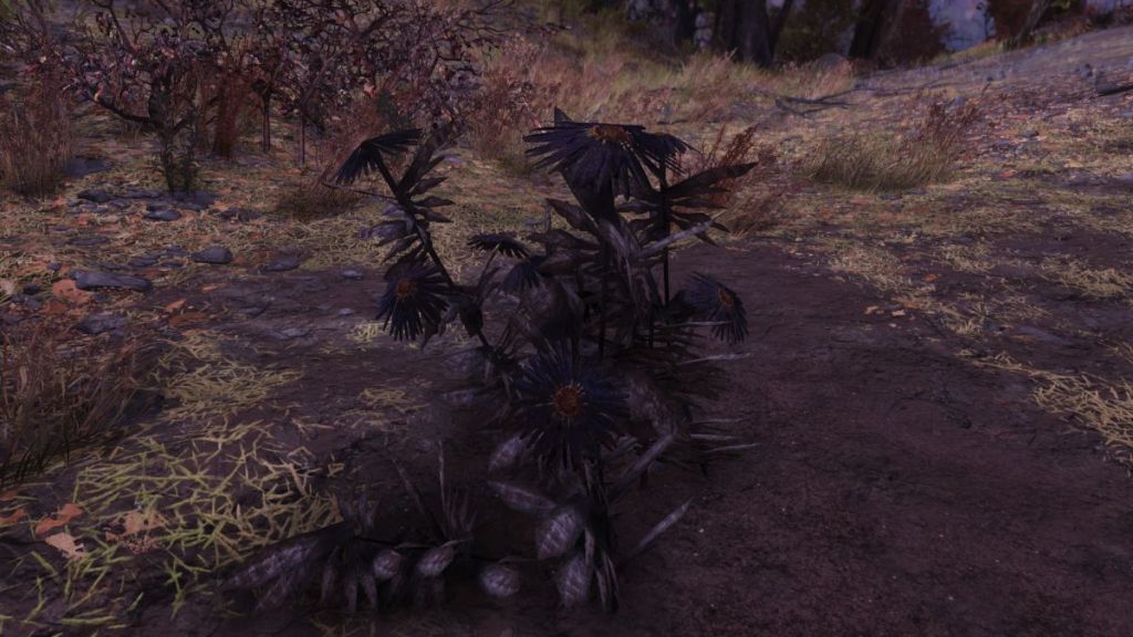 Where to find Aster flowers in Fallout 76 - Gamepur