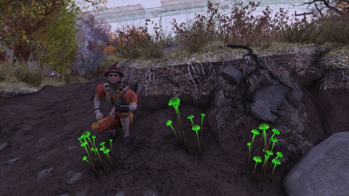 How to get Glowing Fungus in Fallout 76 - Gamepur