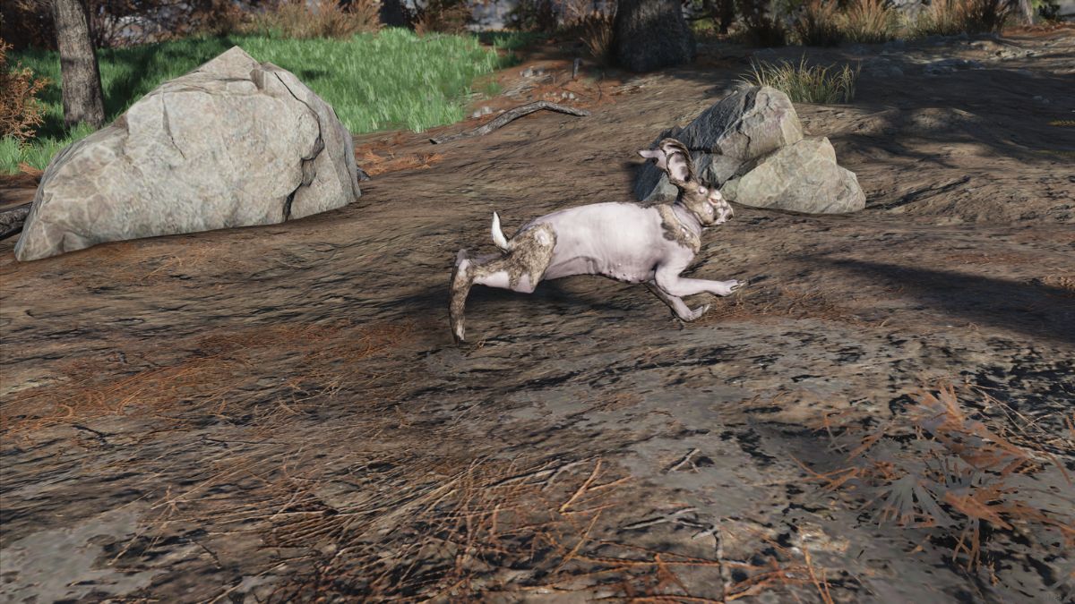 How to find rabbits in Fallout 76 - All rabbit locations - Gamepur