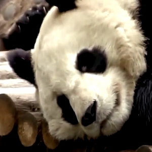 The best chill profile pictures (PFPs) for Steam, Discord, and more ...