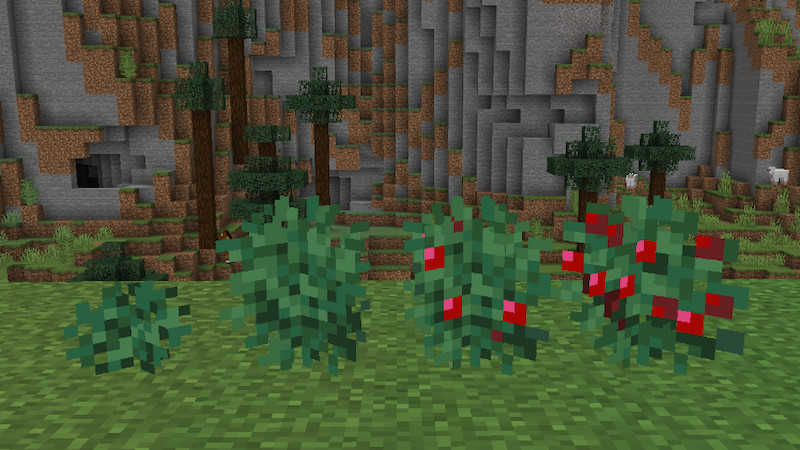 How to find and grow Sweet Berries in Minecraft - Gamepur